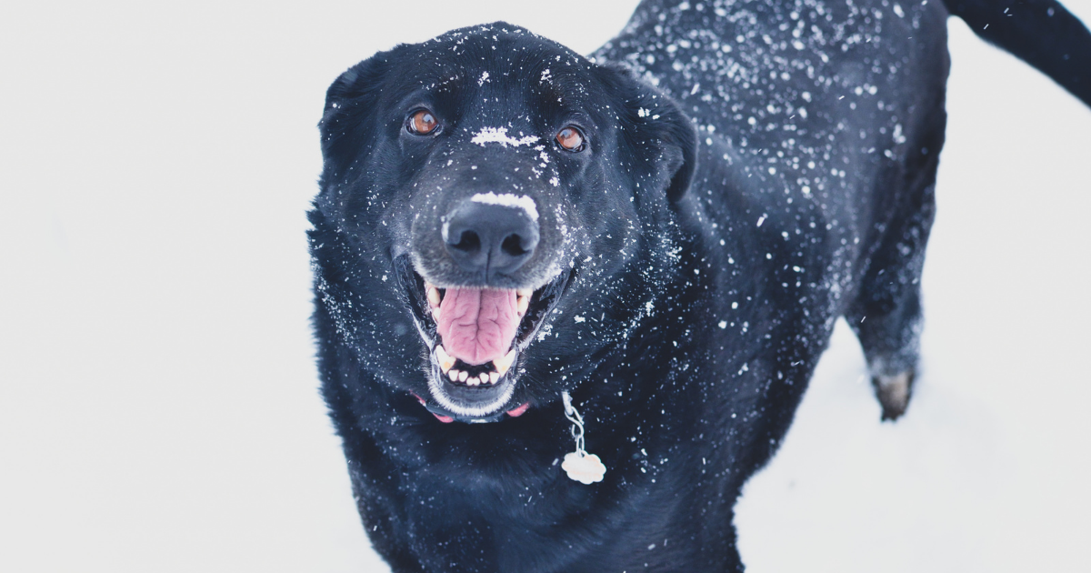 Ways to Stay Active with Your Pup in the Winter - Asheville Pet Care